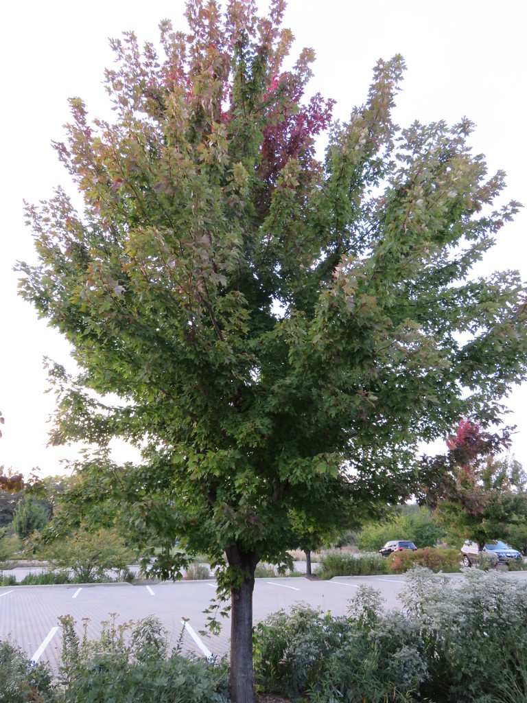 Autumn Blaze Freeman Maple (Acer x freemanii 'Jeffersred' AUTUMN BLAZE ...