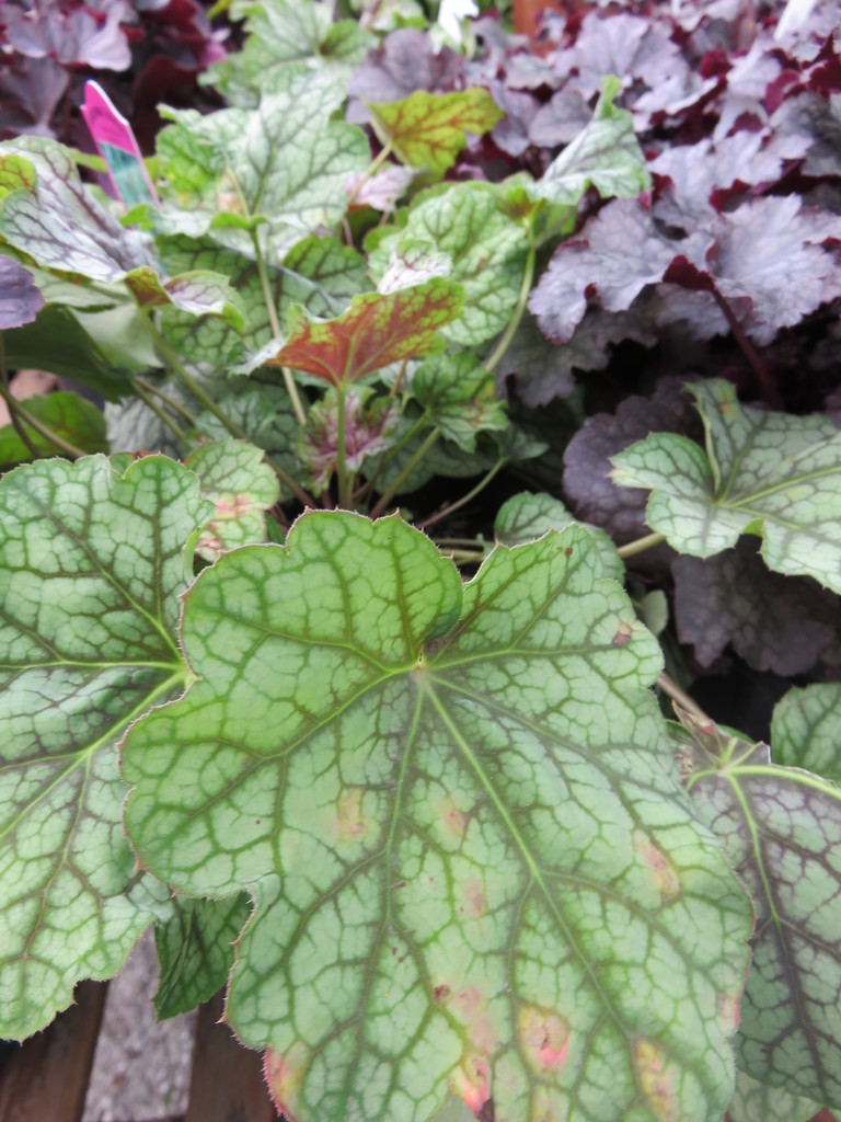 Green Spice Coral Bells (Heuchera 'Green Spice') - North Shore Plant Club