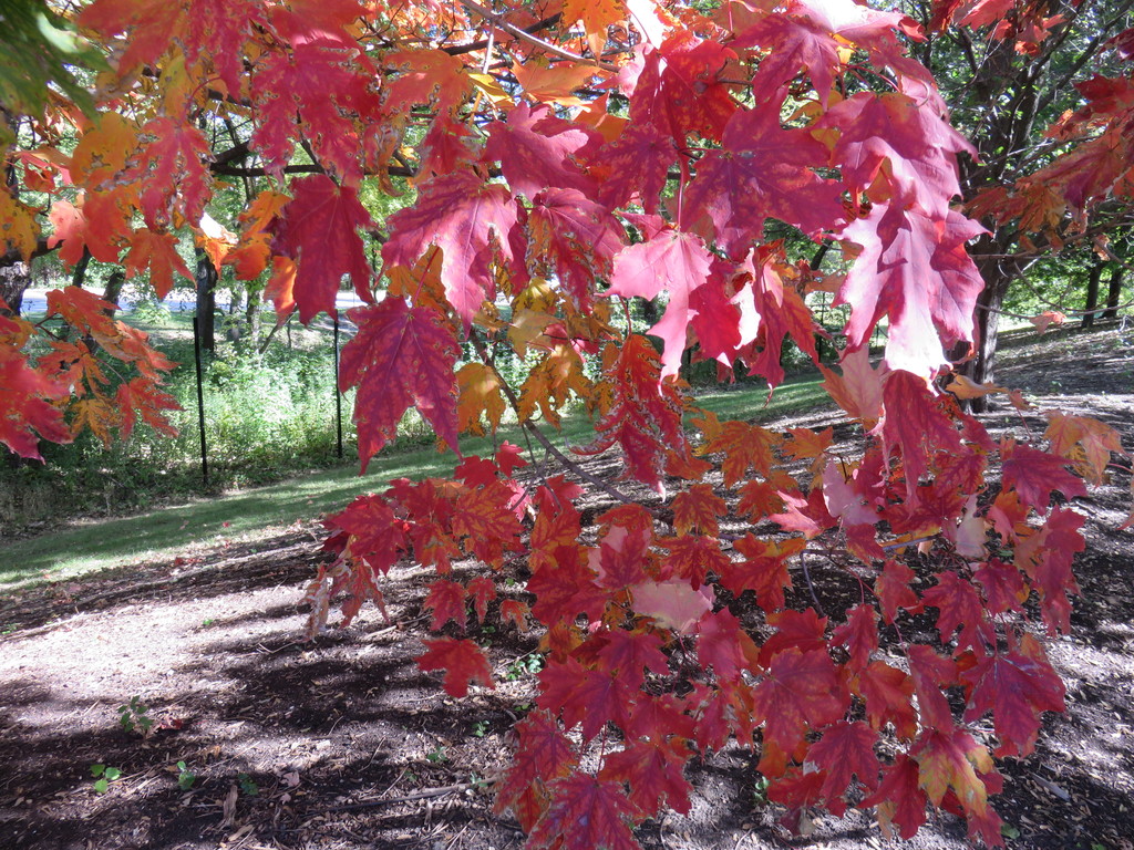 Endowment Sugar Maple (Acer saccharum 'Endowment') - North Shore Plant Club