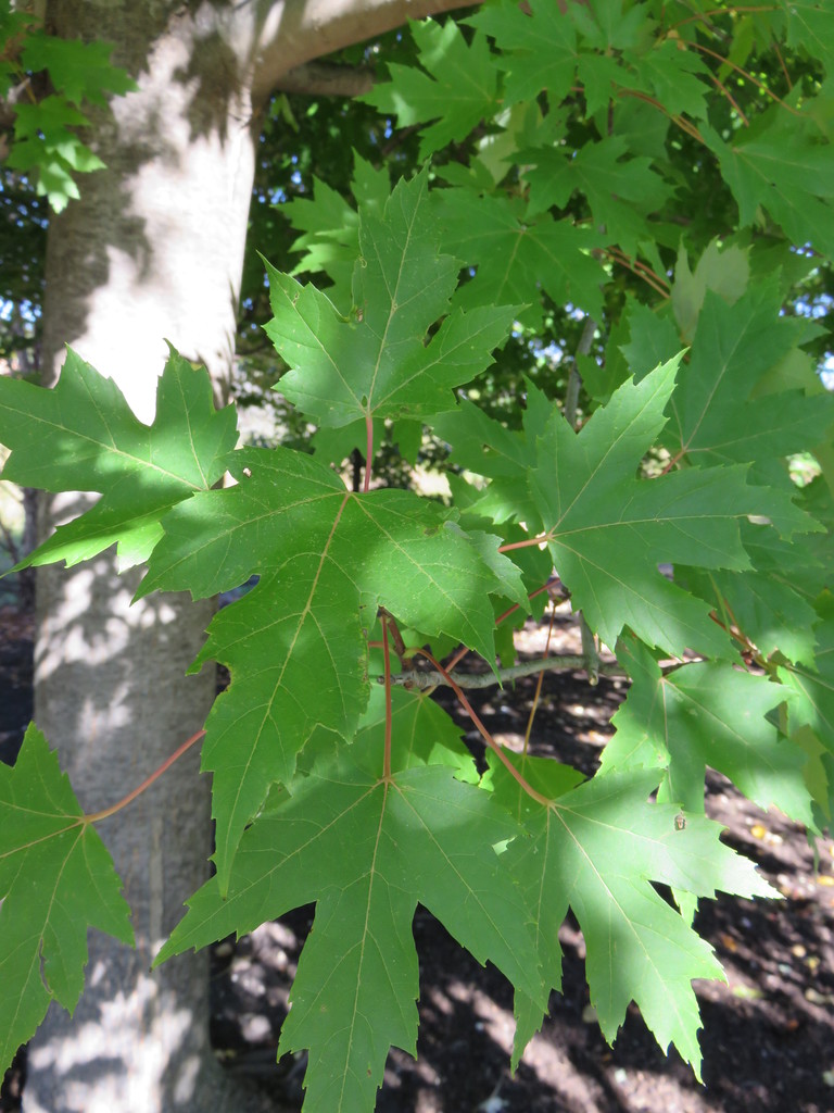 Autumn Blaze Freeman Maple (Acer x freemanii 'Jeffersred' AUTUMN BLAZE ...