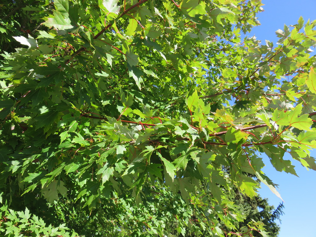 Autumn Blaze Freeman Maple (Acer x freemanii 'Jeffersred' AUTUMN BLAZE ...