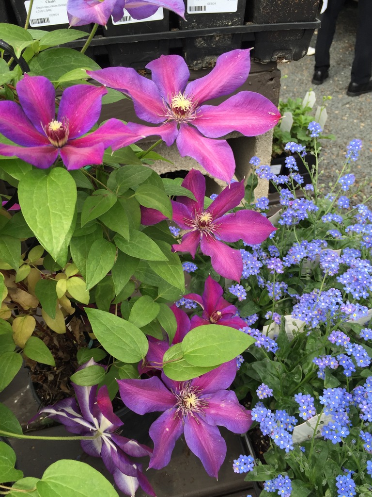 Mrs. N. Thompson Clematis, Victoria Blue Forget-Me-Not