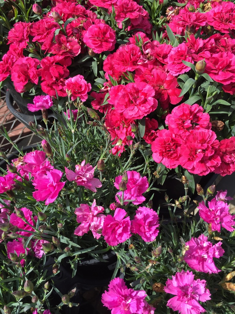 Oscar Cherry + Velvet Dianthus (Dianthus 'Oscar Cherry + Velvet ...
