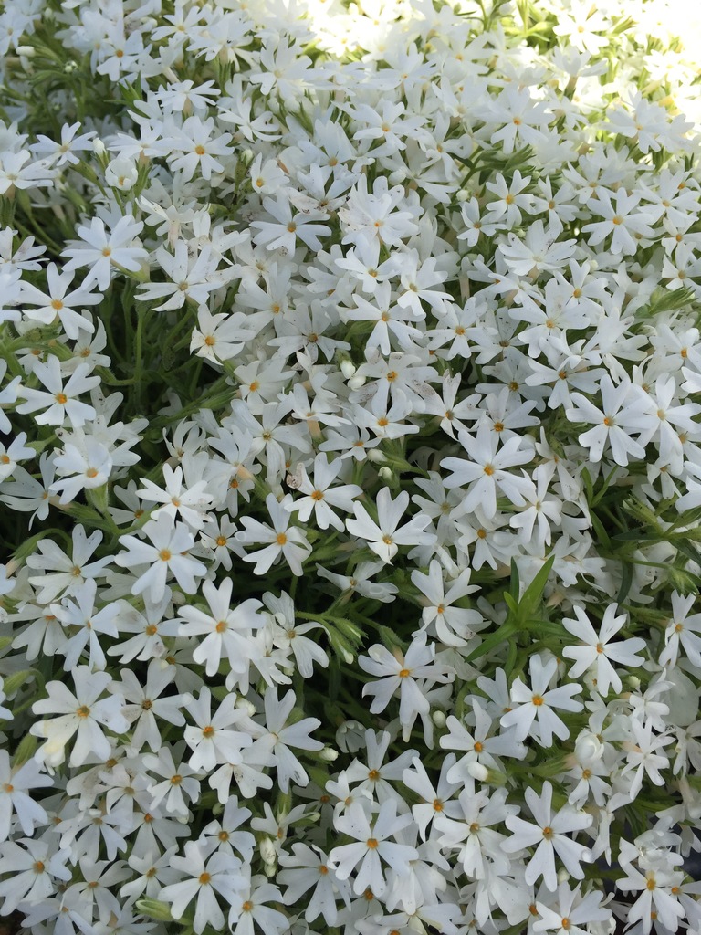 Snow Flake Creeping Phlox (Phlox subulata 'Snow Flake') - North Shore ...