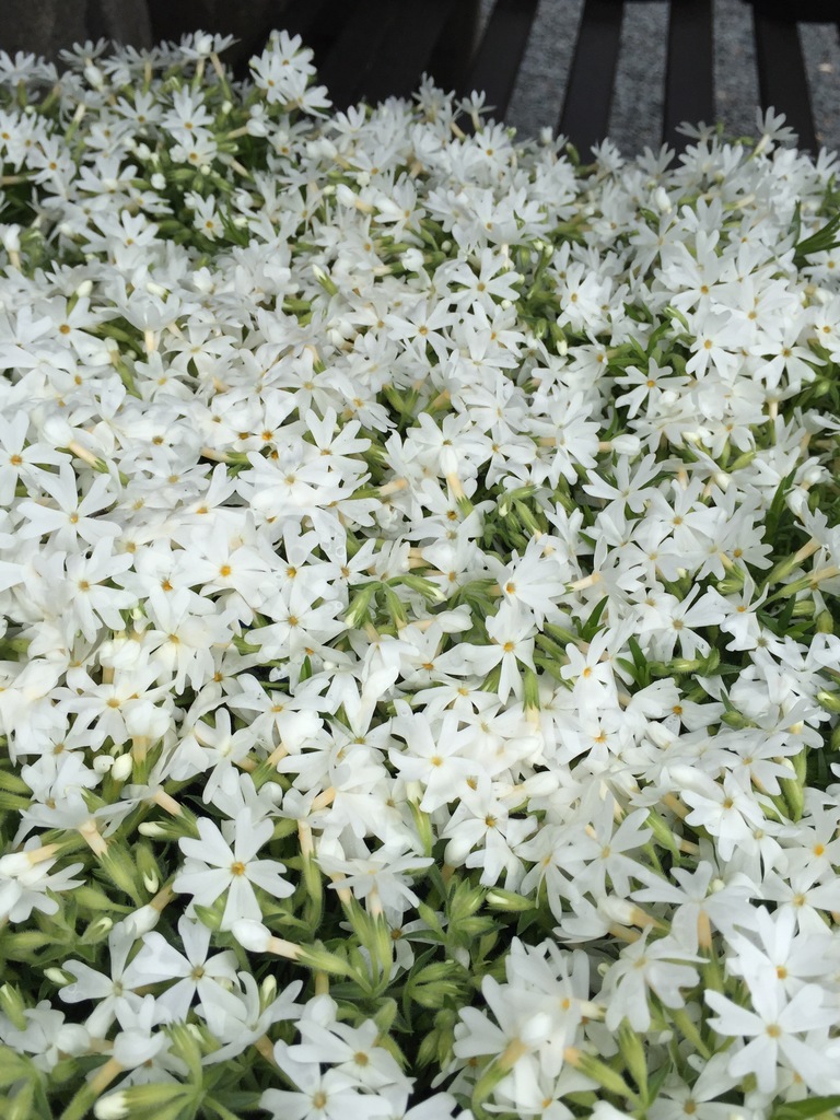 Snow Flake Creeping Phlox (Phlox subulata 'Snow Flake') - North Shore ...