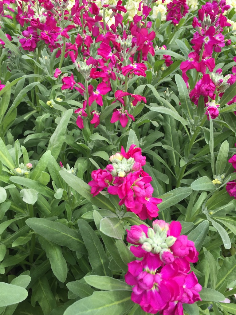 Vintage Rose Stock (Matthiola incana 'Vintage Rose') - North Shore ...