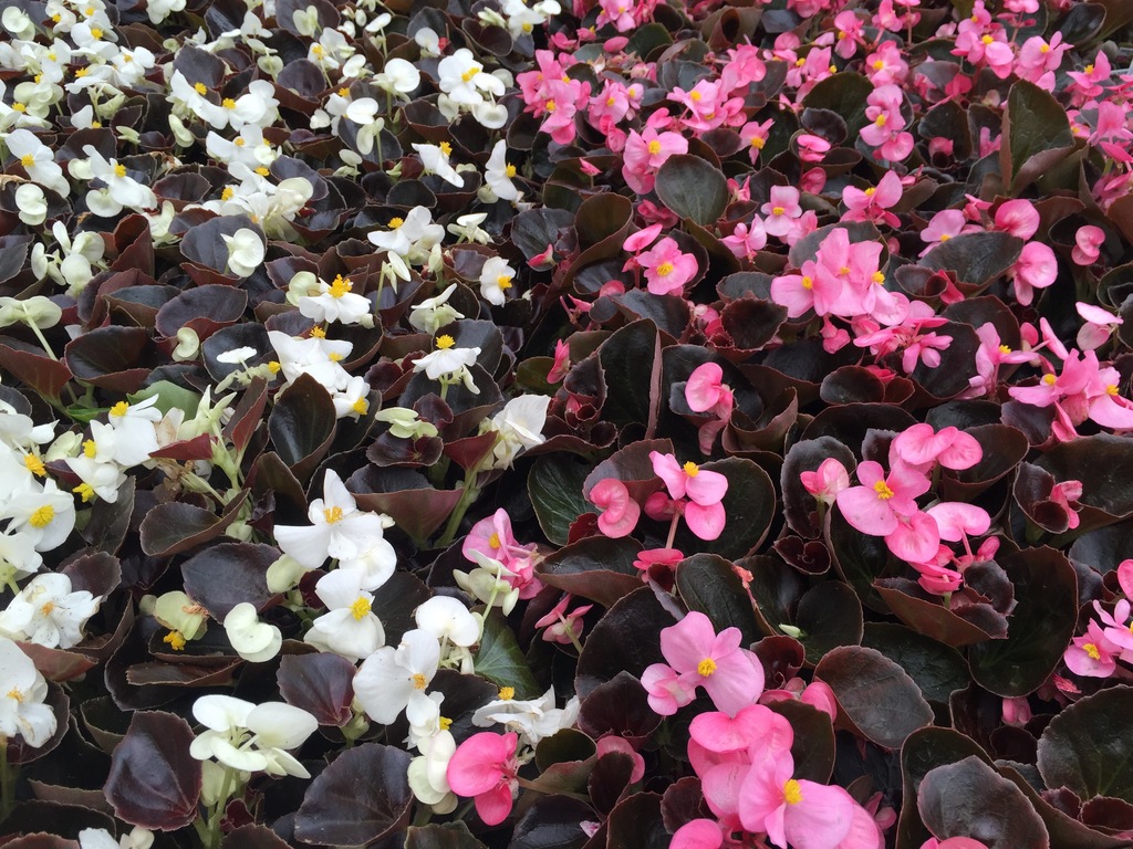 Bada Boom Pink Begonia (Begonia 'Bada Boom Pink') - North Shore Plant Club