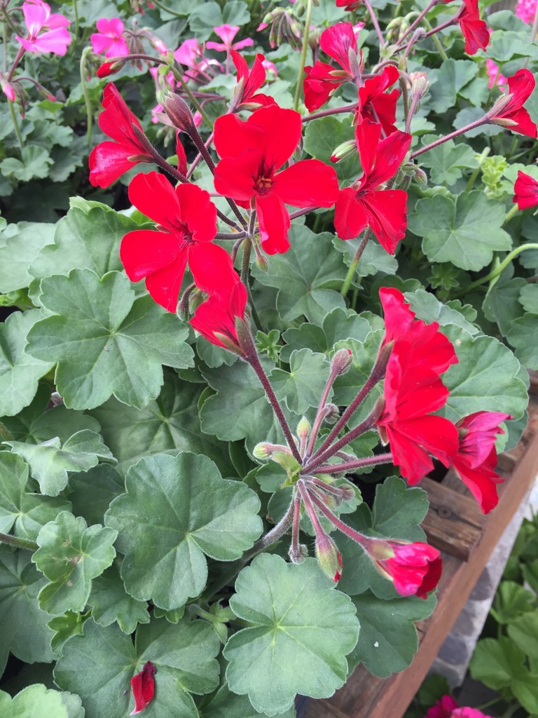 Caliente Fire Geranium (Pelargonium 'Caliente Fire') - North Shore ...