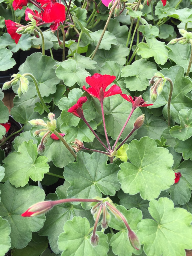 Caliente Fire Geranium (Pelargonium 'Caliente Fire') - North Shore ...