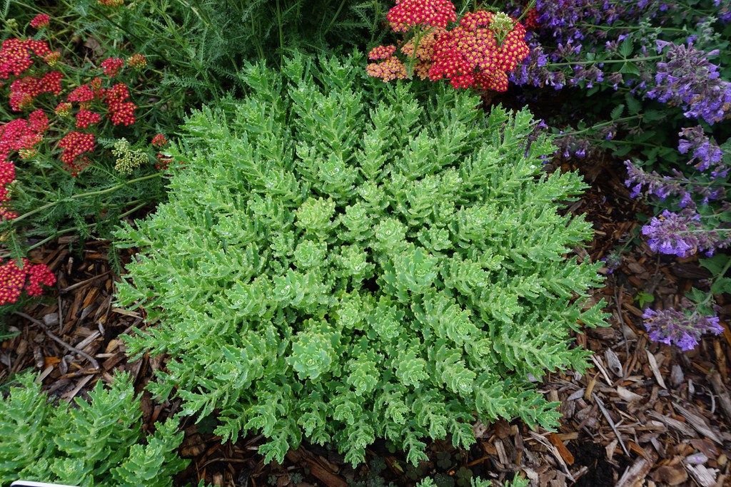 Thundercloud Stonecrop (Sedum 'Thundercloud') - North Shore Plant Club