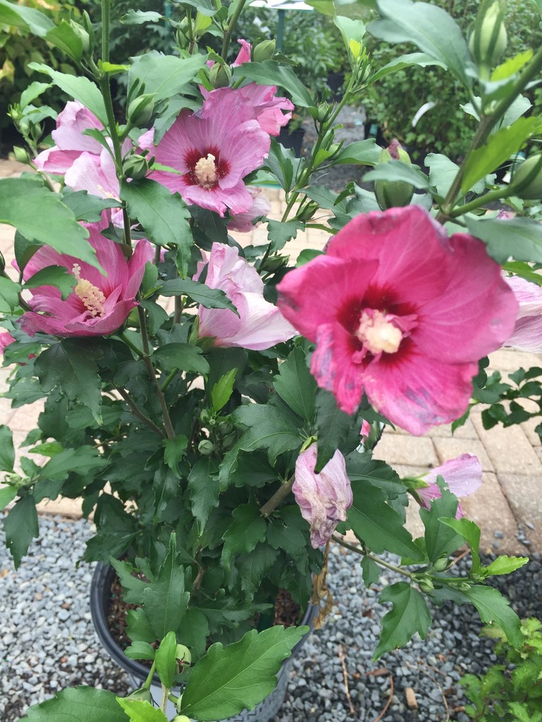 Lil' Kim Rose Of Sharon (Hibiscus syriacus 'Antong Two' LIL' KIM ...