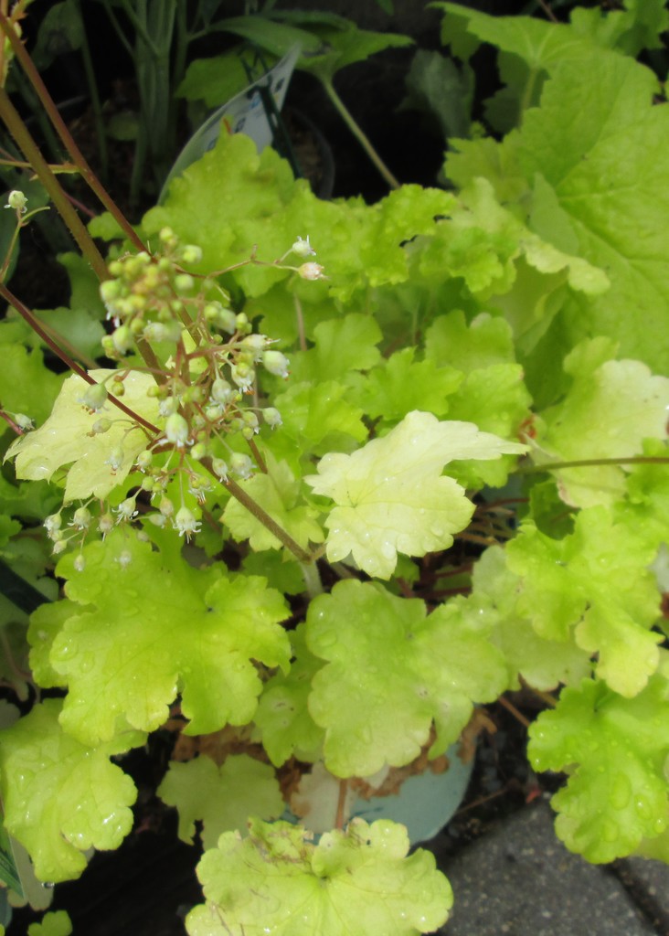 Coral Bells 'Lime Marmalade' (Heuchera 'Lime Marmalade') - North Shore ...
