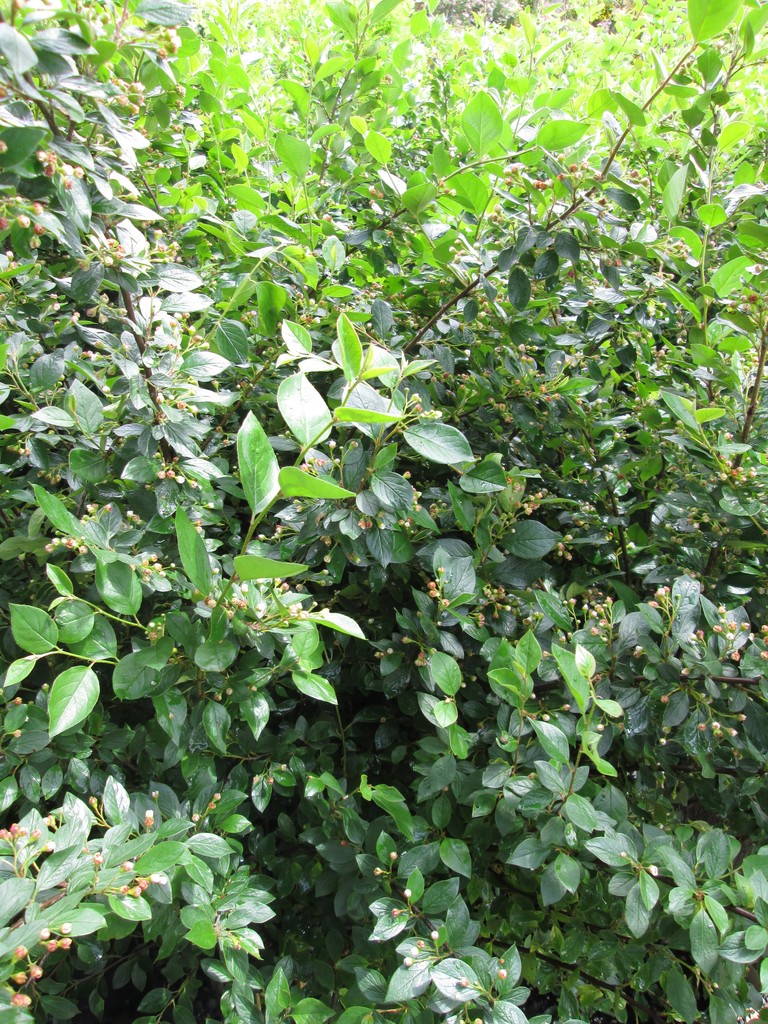 Peking Cotoneaster (Cotoneaster acutifolius) - North Shore Plant Club