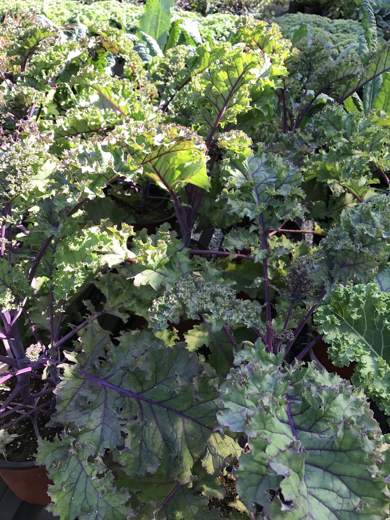 Redbor Kale (Brassica oleracea (Acephala Group) 'Redbor') - North Shore ...