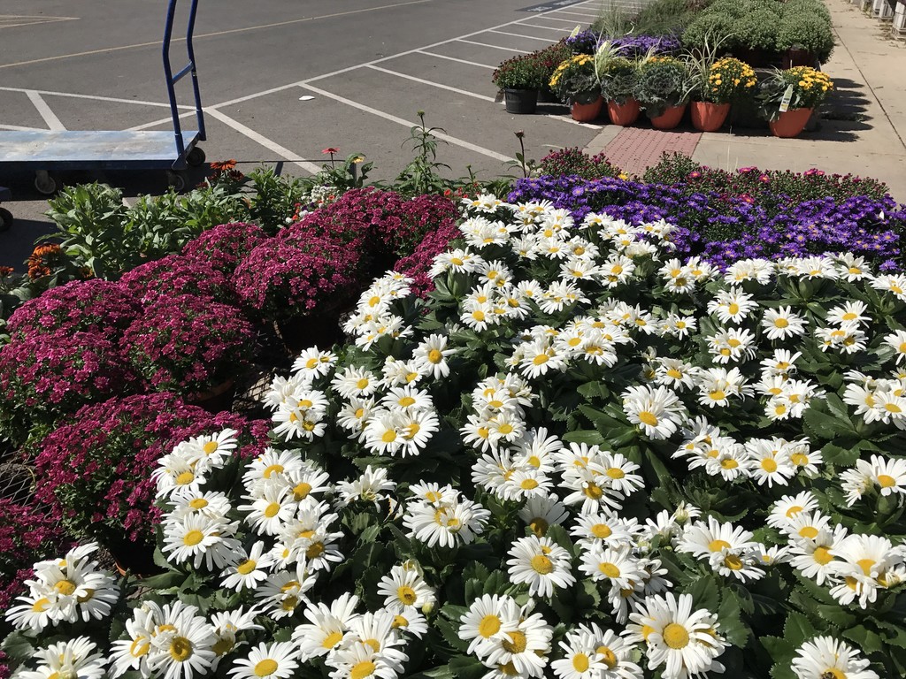 Dragon Hybrid Aster (Aster 'Dragon') - North Shore Plant Club