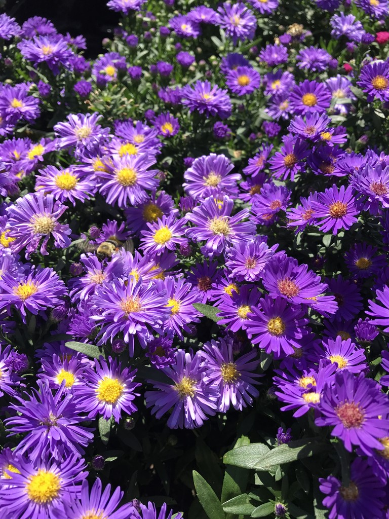Dragon Hybrid Aster (Aster 'Dragon') - North Shore Plant Club