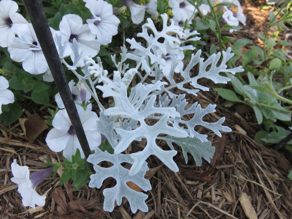 Silver Dust Dusty Miller (Senecio cineraria 'Silver Dust') - North ...