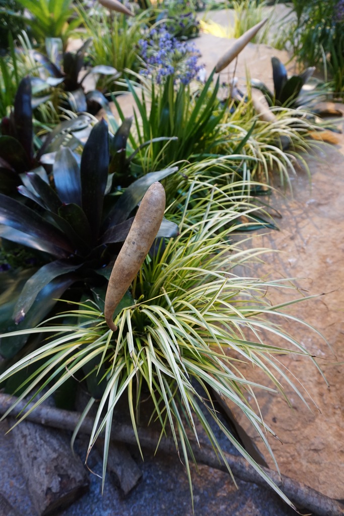 Ogon Grassy-Leaved Sweet Flag (Acorus gramineus 'Ogon') - North Shore ...