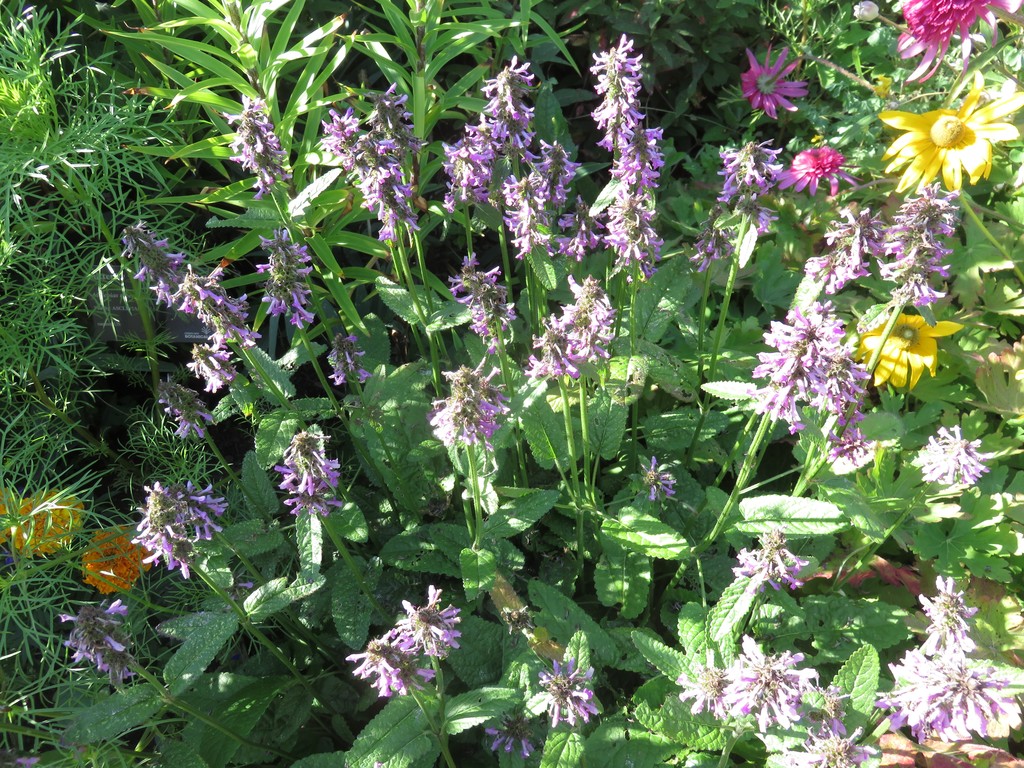 Hummelo Alpine Betony (Stachys officinalis 'Hummelo') - North Shore ...