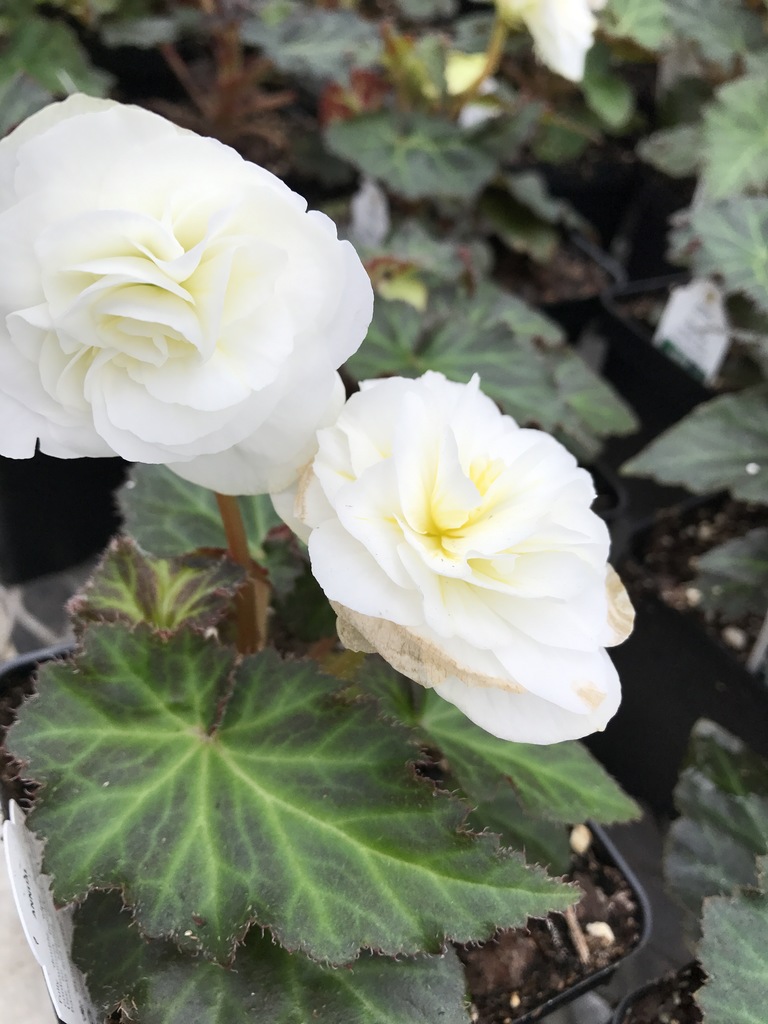 Non-Stop White Tuberous Begonia (Begonia x tuberhybrida 'Non-Stop White ...