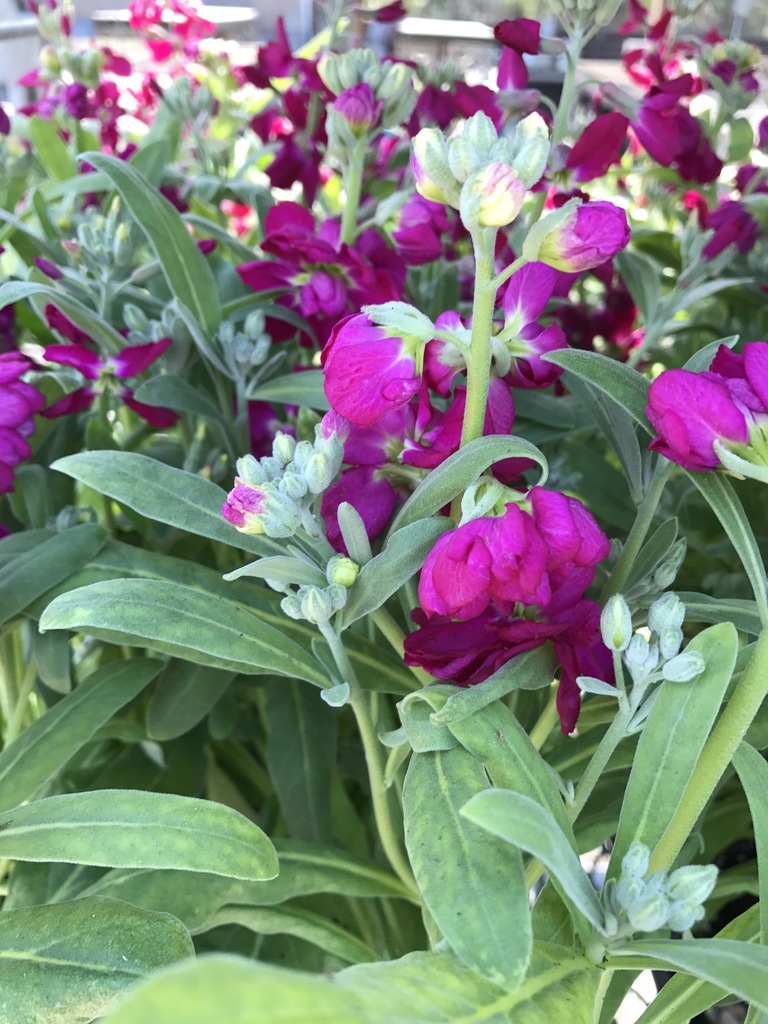 Vintage Rose Stock (Matthiola incana 'Vintage Rose') - North Shore ...