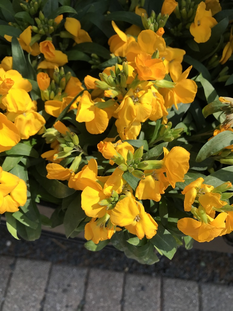 Sugar Rush Yellow Wallflower (Erysimum 'Sugar Rush Yellow') - North ...