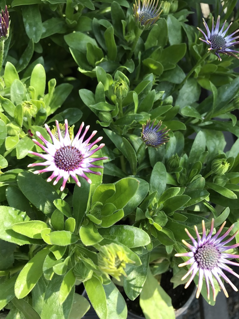 Flower Power Spider White African Daisy (Osteospermum ecklonis ...