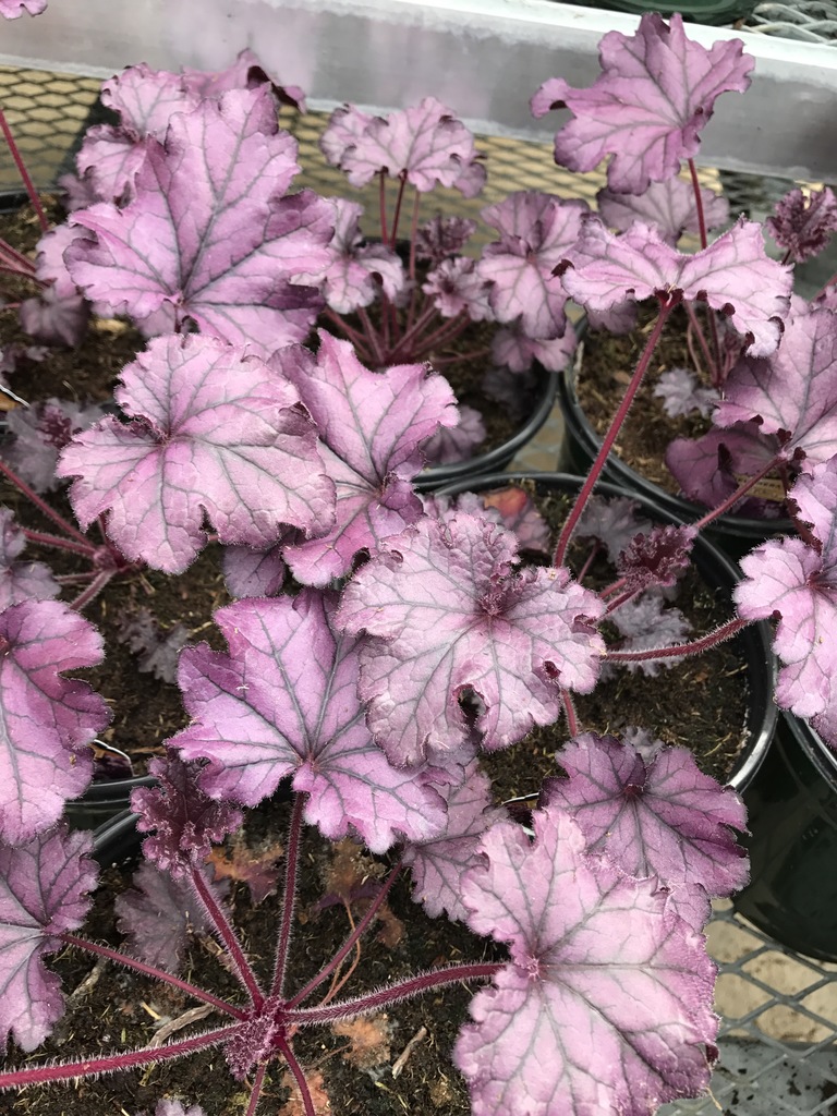 Electric Plum Coral Bells (Heuchera 'Electric Plum') - North Shore ...