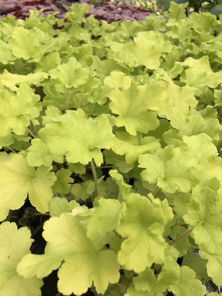 Coral Bells 'Lime Marmalade' (Heuchera 'Lime Marmalade') - North Shore ...