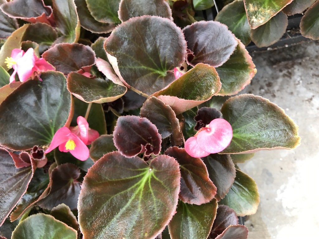 Bada Boom Rose Begonia (Begonia 'Bada Boom Rose') - North Shore Plant Club