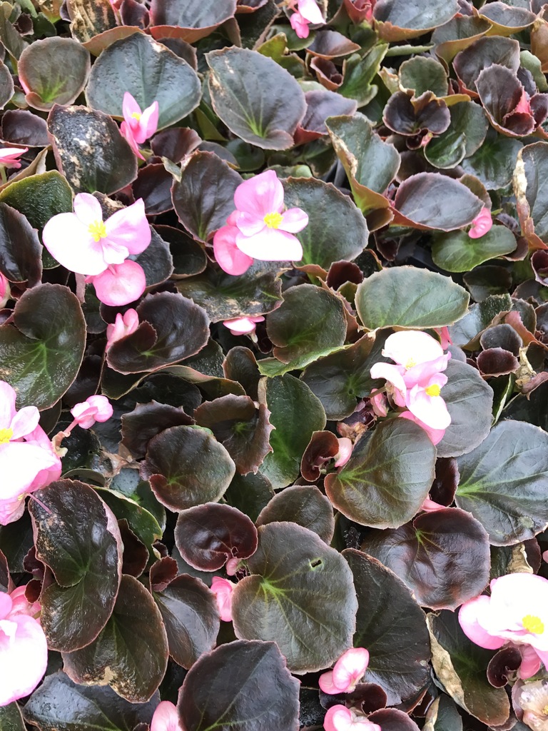 Bada Boom Pink Begonia (Begonia 'Bada Boom Pink') - North Shore Plant Club