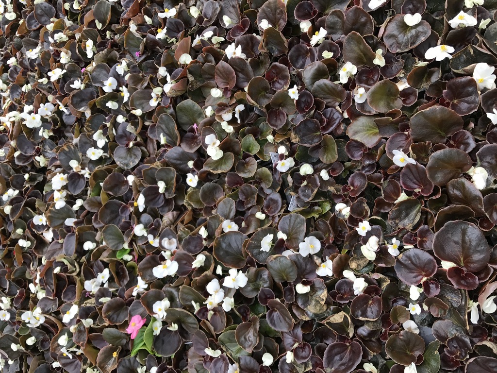 Bada Boom White Begonia (Begonia 'Bada Boom White') - North Shore Plant ...