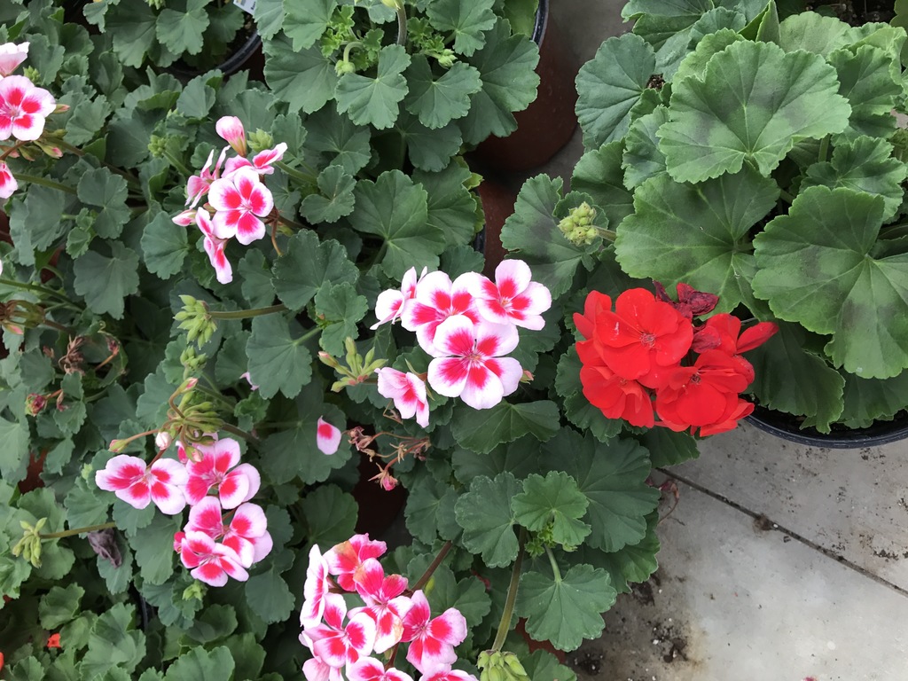 Tango Rose Mega Splash Zonal Geranium (Pelargonium x hortorum 'Tango ...
