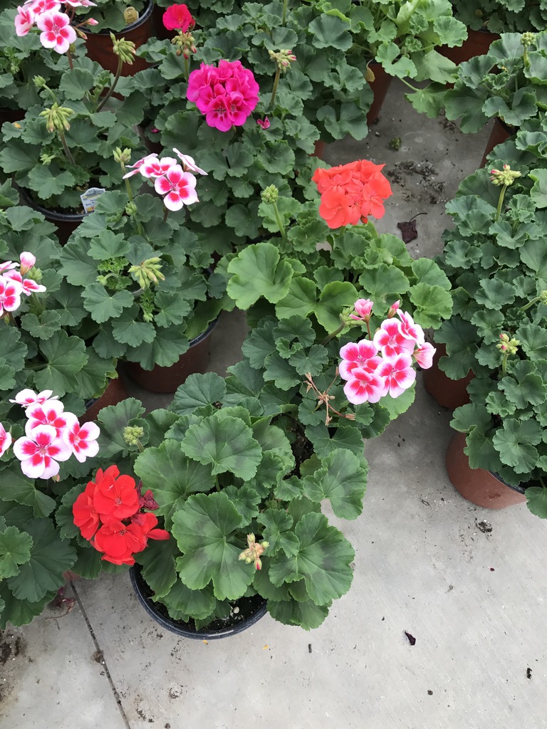 Tango Rose Mega Splash Zonal Geranium (Pelargonium x hortorum 'Tango ...