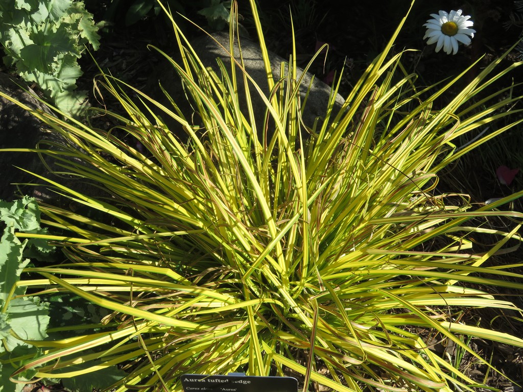 Bowles' Golden Sedge (Carex elata 'Aurea') - North Shore Plant Club