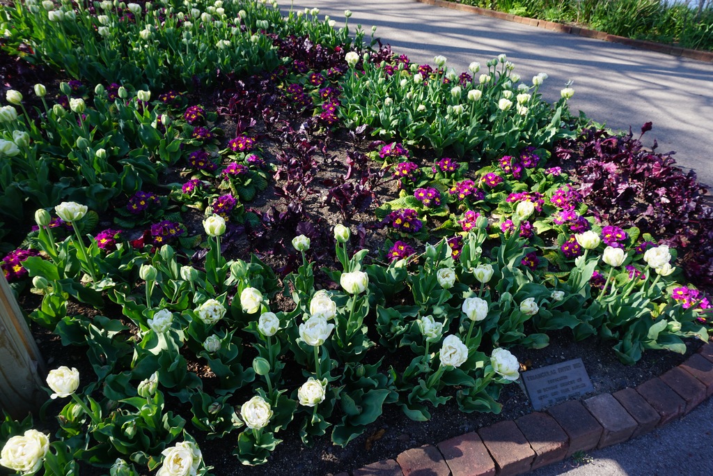 Bull's Blood Beet (Beta vulgaris 'Bull's Blood') - North Shore Plant Club