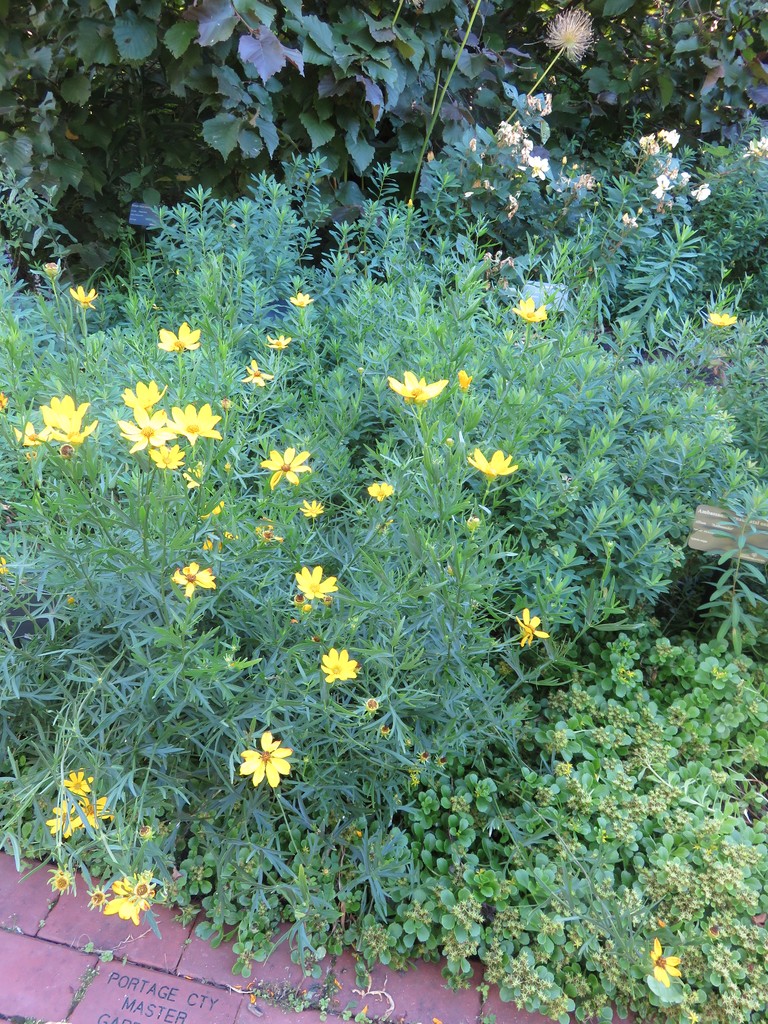 Tickseed (Coreopsis palmata) - North Shore Plant Club