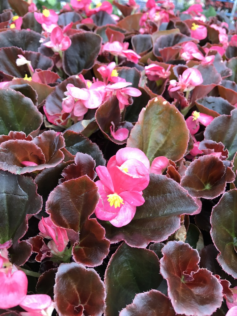 Bada Boom Rose Begonia (Begonia 'Bada Boom Rose') - North Shore Plant Club