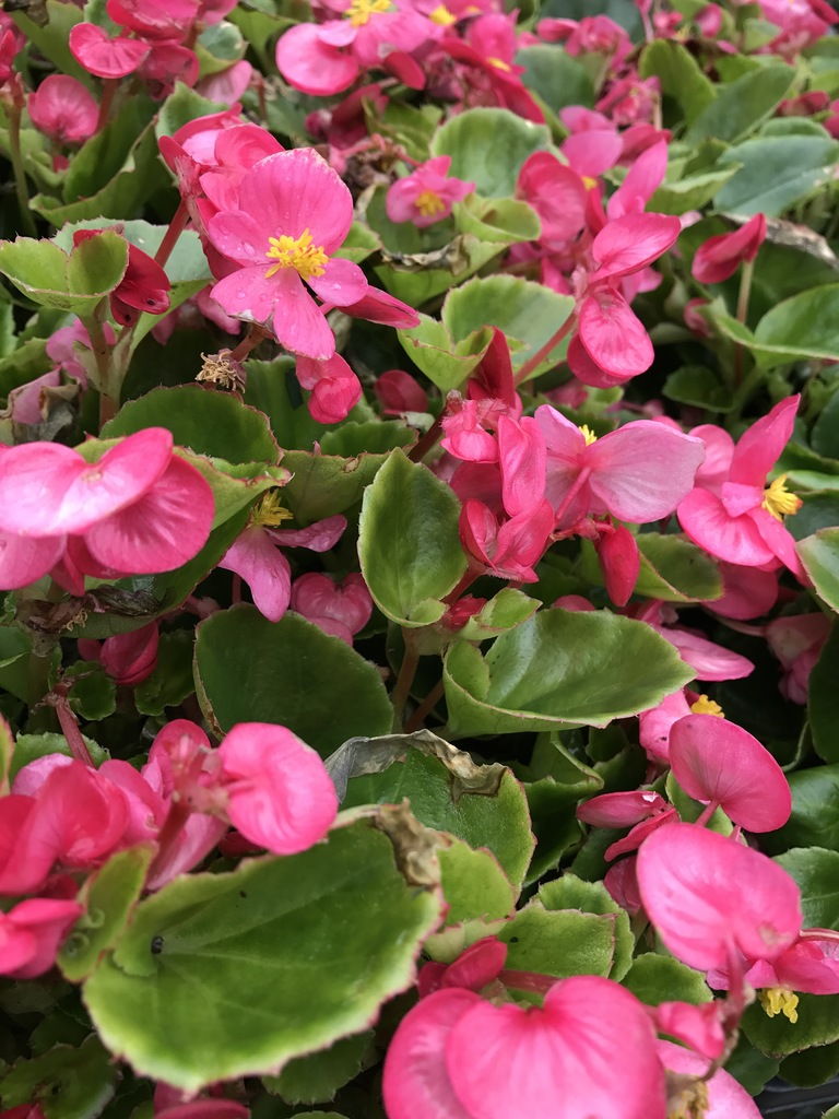 Bada Bing Rose Begonia (Begonia 'Bada Bing Rose') - North Shore Plant Club