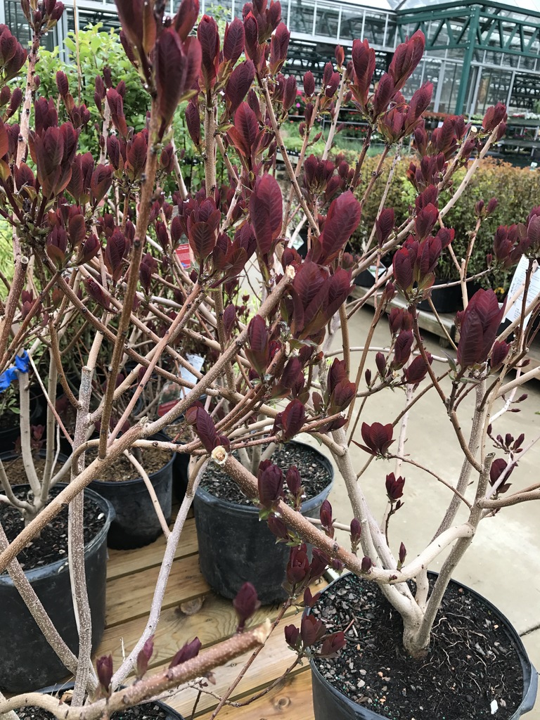 Grace Smokebush (Cotinus 'Grace') - North Shore Plant Club