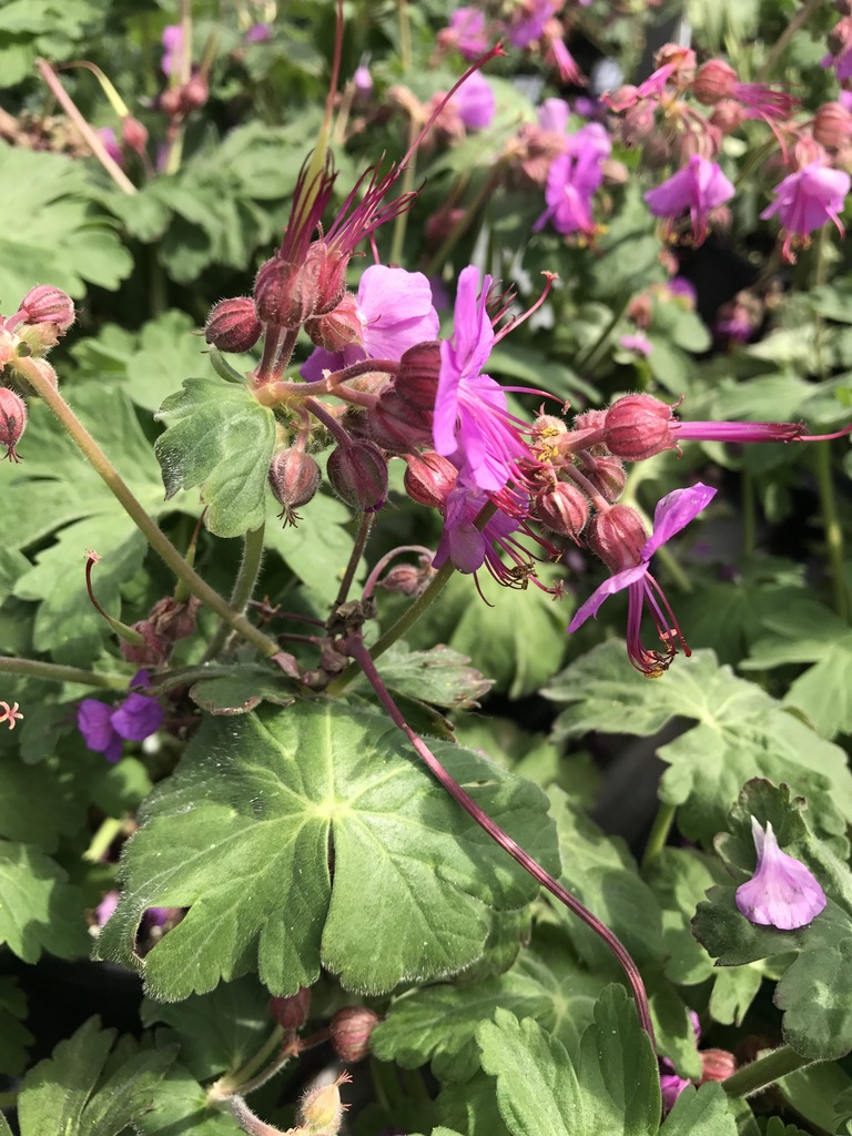 Bevan's Variety Bigroot Geranium (Geranium macrorrhizum 'Bevan's ...
