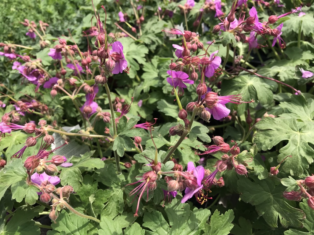 Bevan's Variety Bigroot Geranium (Geranium macrorrhizum 'Bevan's ...