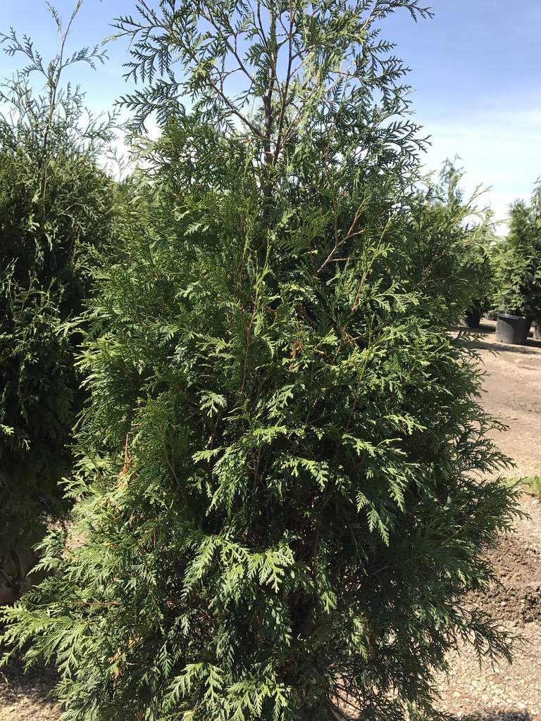Techny American Arborvitae (Thuja occidentalis 'Techny') - North Shore ...