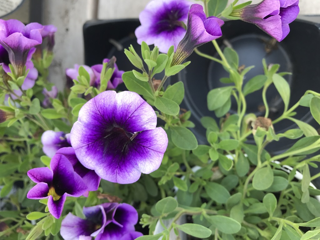 Superbells Blue Moon Punch Calibrachoa (Calibrachoa 'Superbells Blue ...