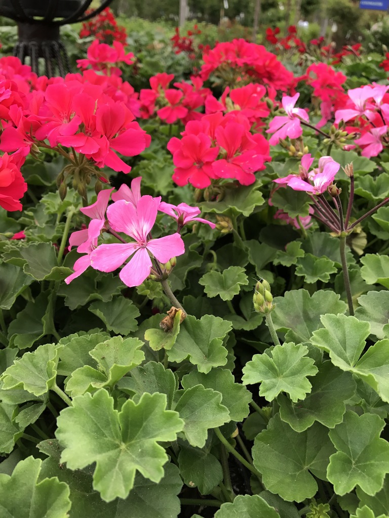 Caliente Pink Geranium (Pelargonium 'Caliente Pink') - North Shore ...