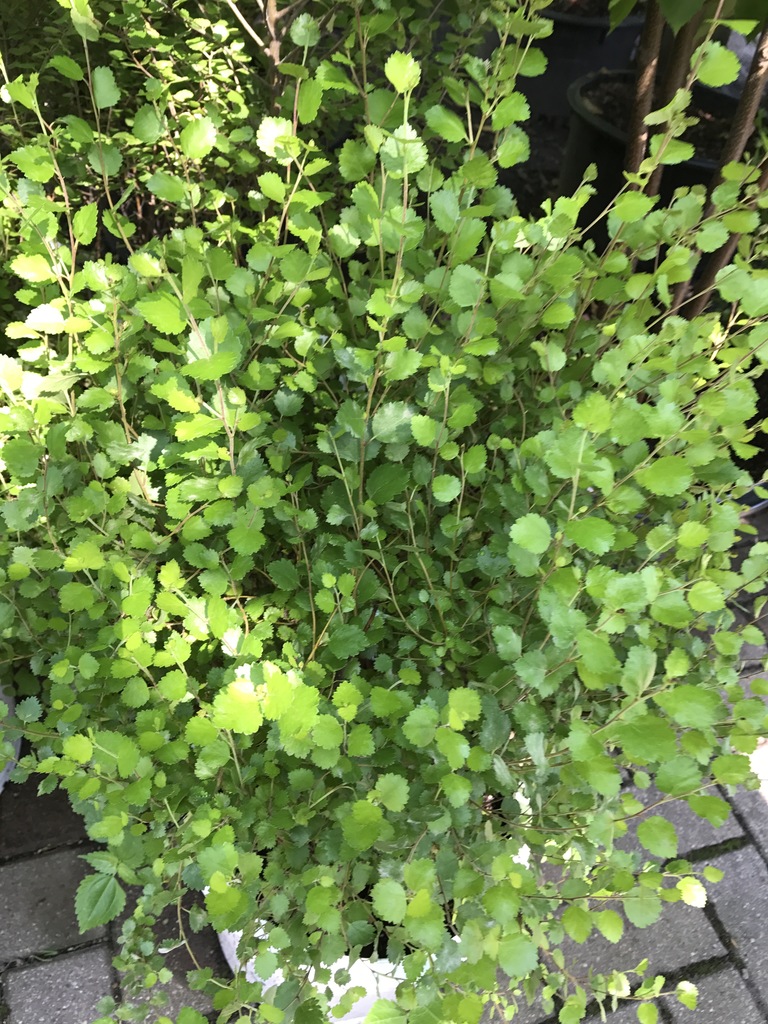 Cesky Gold Dwarf Birch (Betula plettkei 'Golden Treasure') - North ...