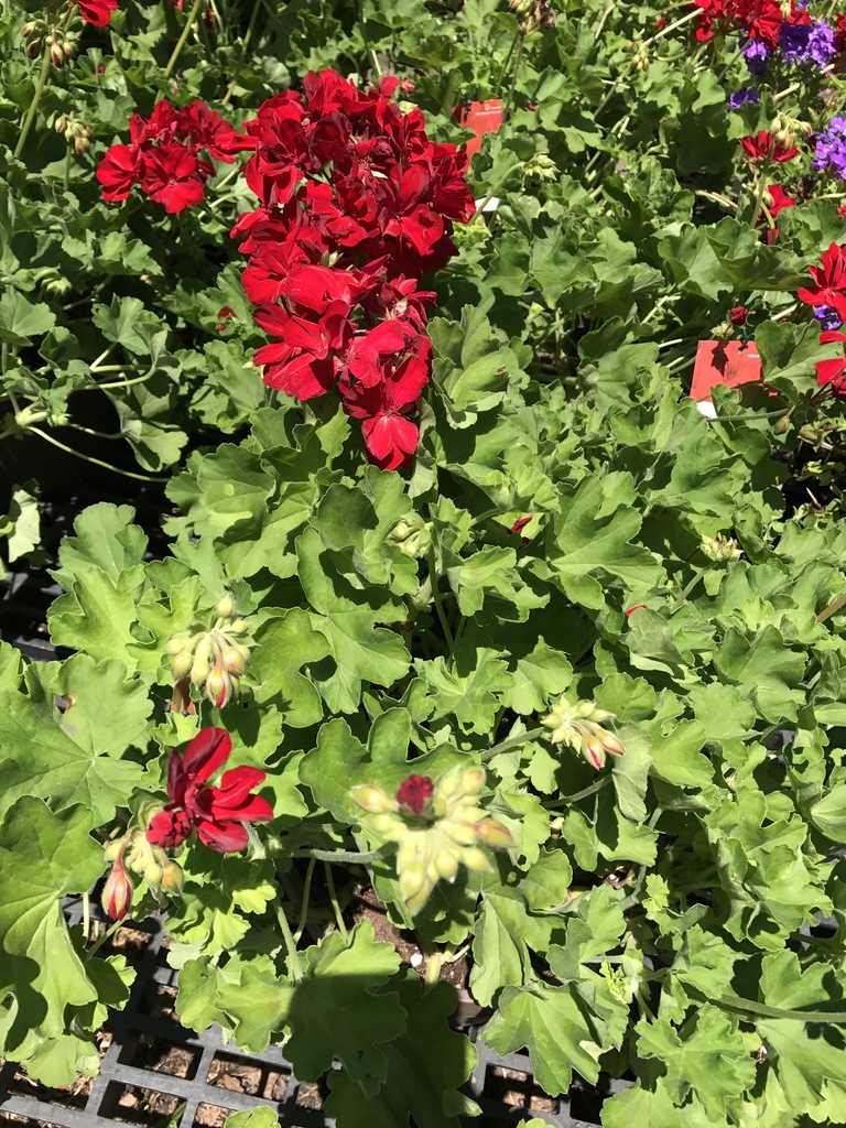 Calliope Dark Red Geranium (Pelargonium 'Calliope Dark Red') - North ...