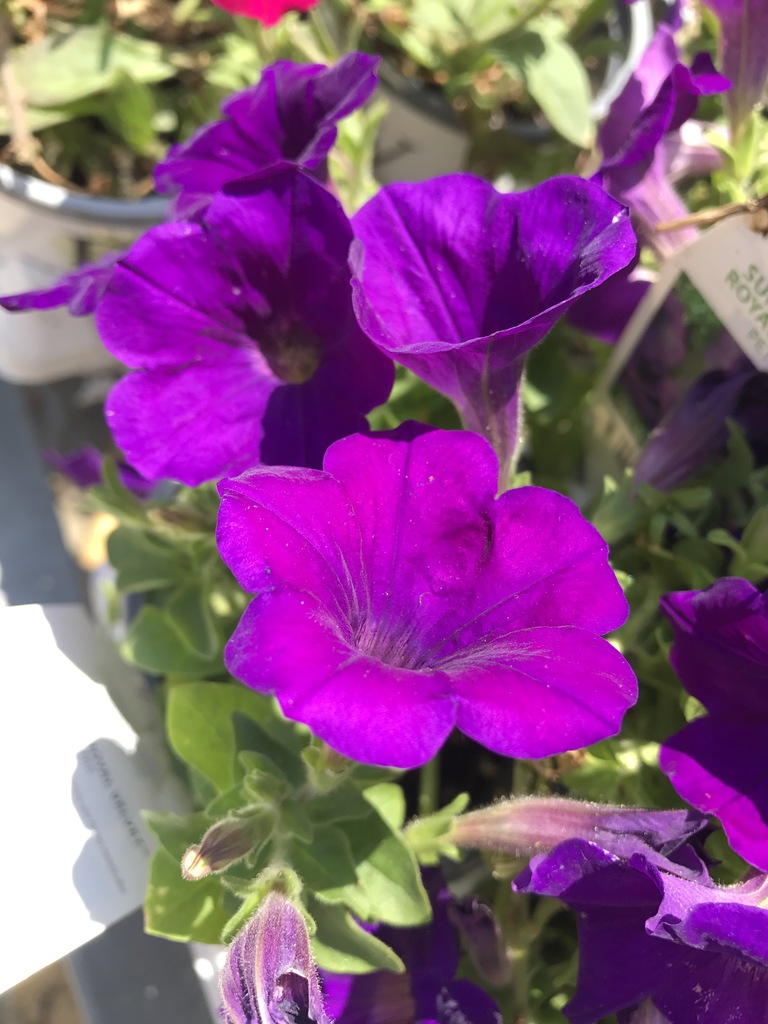 Supertunia Royal Velvet Petunia (Petunia 'Supertunia Royal Velvet ...