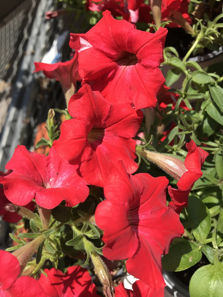 Supertunia Really Red Petunia (Petunia 'Supertunia Really Red') - North ...