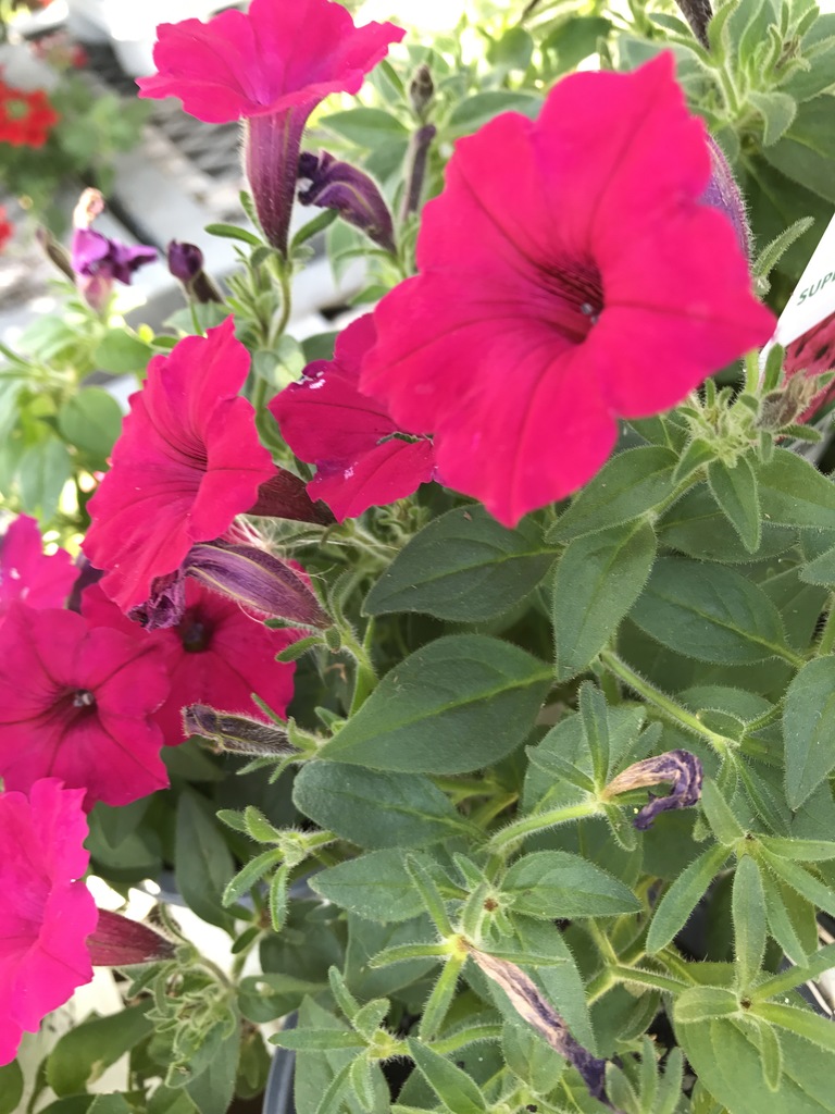 Supertunia Vista Fuchsia (Petunia 'Supertunia Vista Fuchsia') - North ...